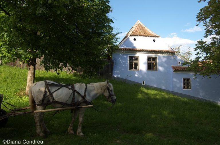 Viscri: The Saxon Village Where Traditions Came Back to Life