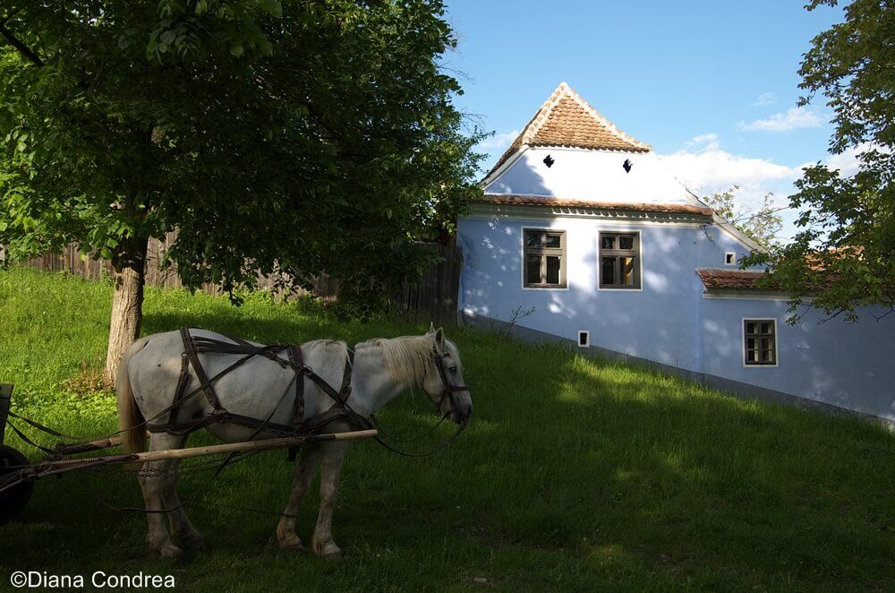 Viscri: The Saxon Village Where Traditions Came Back to Life