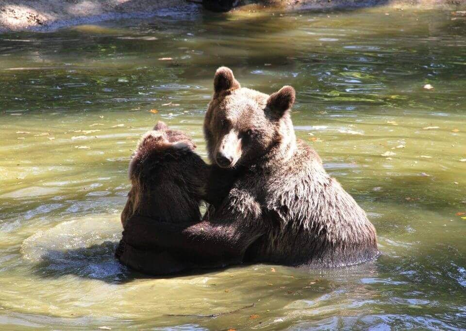 Bucharest Village Museum: The Rural Heart of the Capital